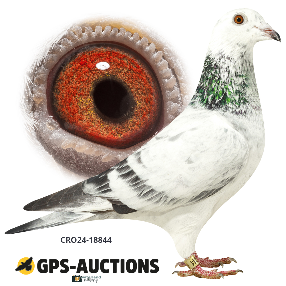 Goran Gusak Part 3 - GPS-Auctions