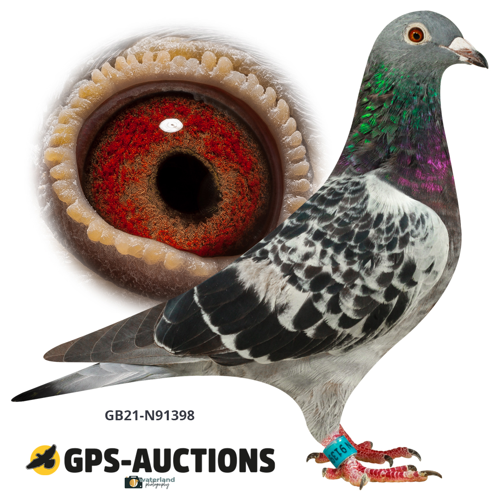 International Stars Marathon (Total Auction: Türi Norbert) - GPS-Auctions