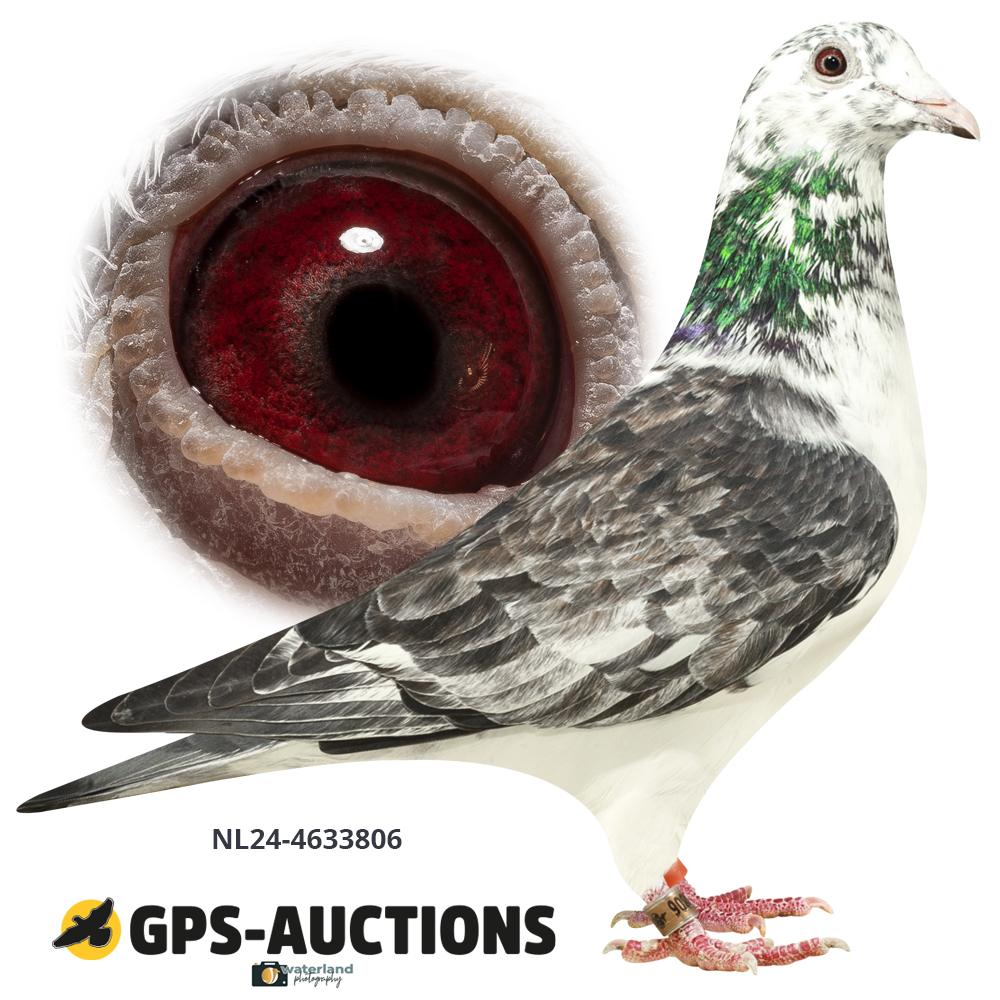 Belgium Speed Pigeons Part 2 - GPS-Auctions