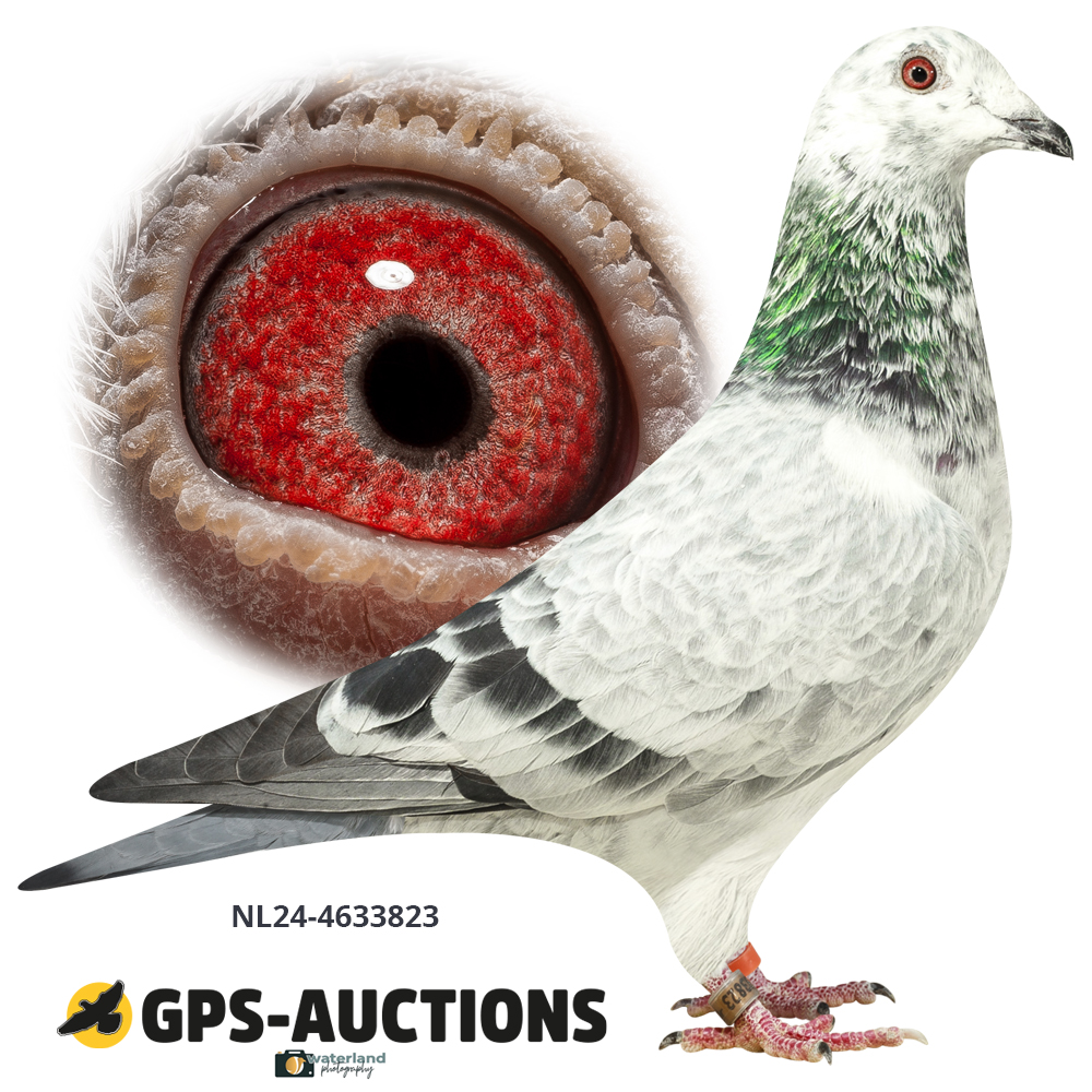 Belgium Speed Pigeons Part 2 - GPS-Auctions