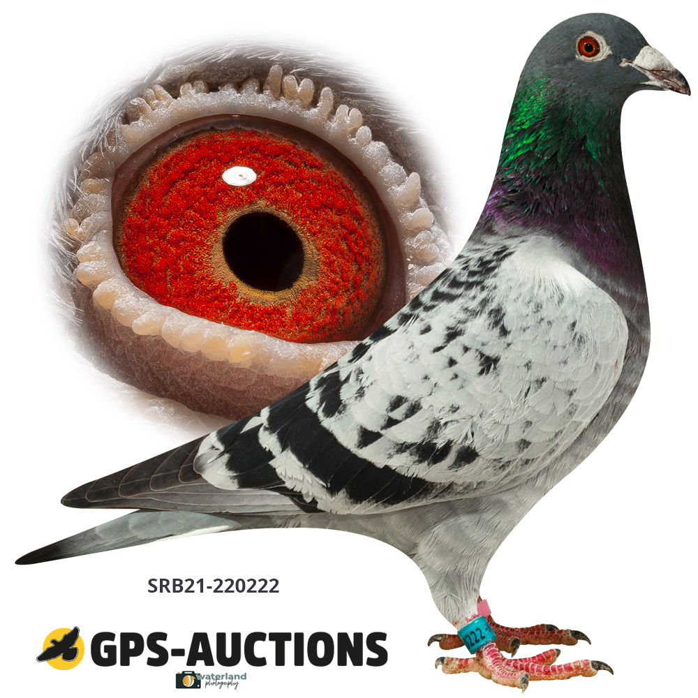 The International Stars- GPS-Auctions