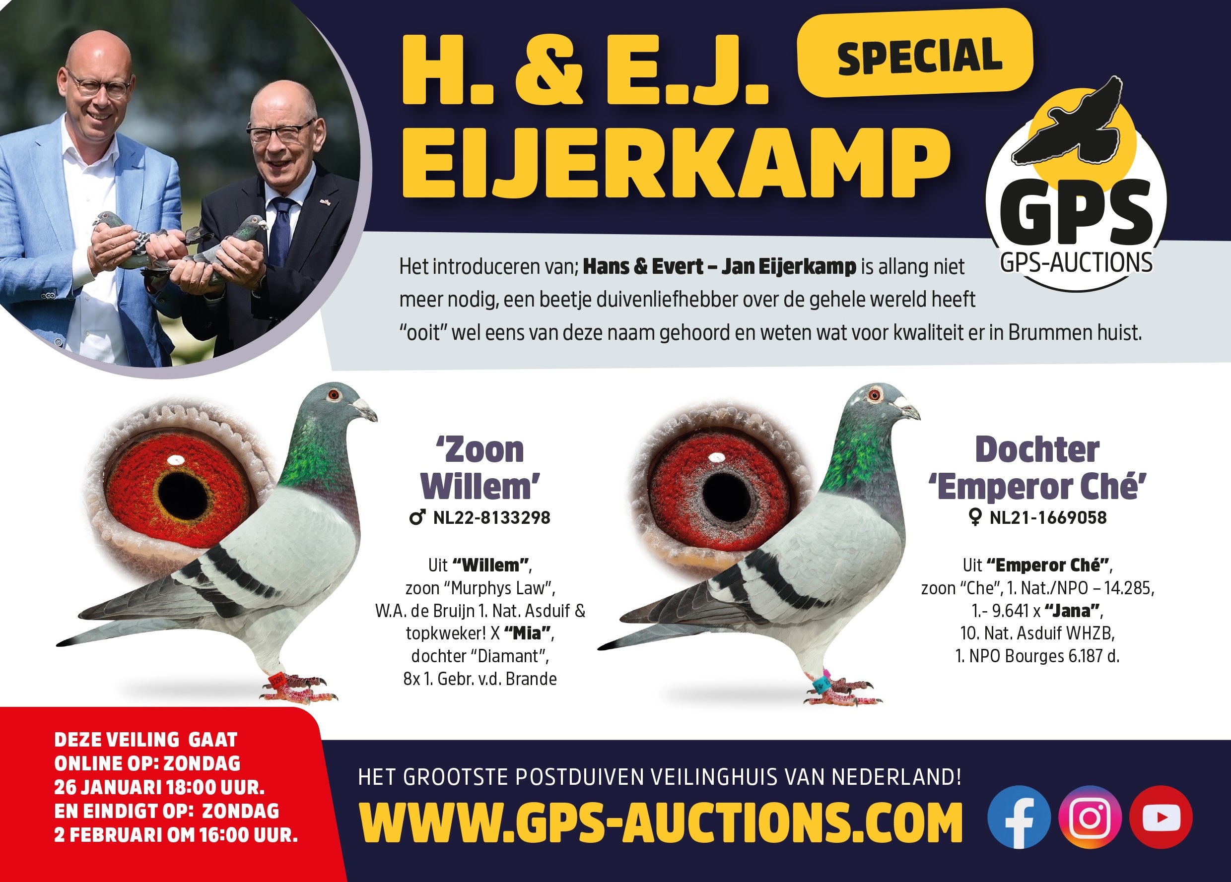 The Top From Eijerkamp, 4 geweldige duiven !!!!! - GPS-Auctions
