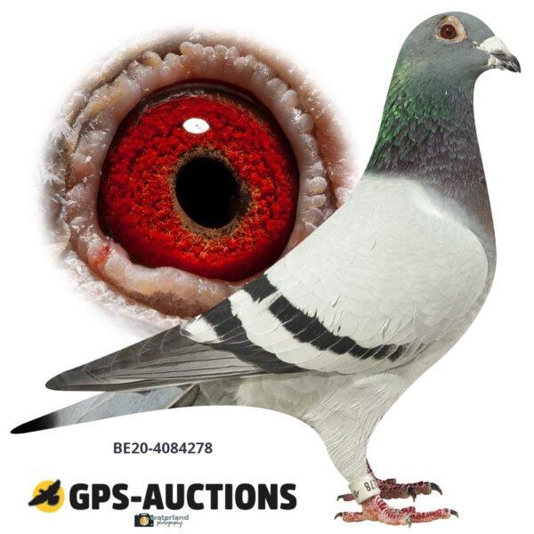 Gaby Vandenabeele - Special - GPS-Auctions