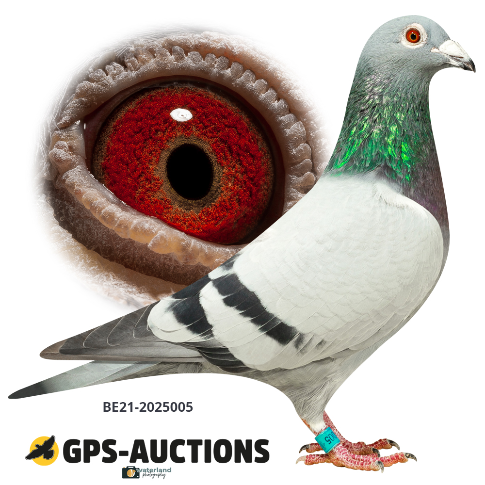 Koen van Roy Part 4 - GPS-Auctions
