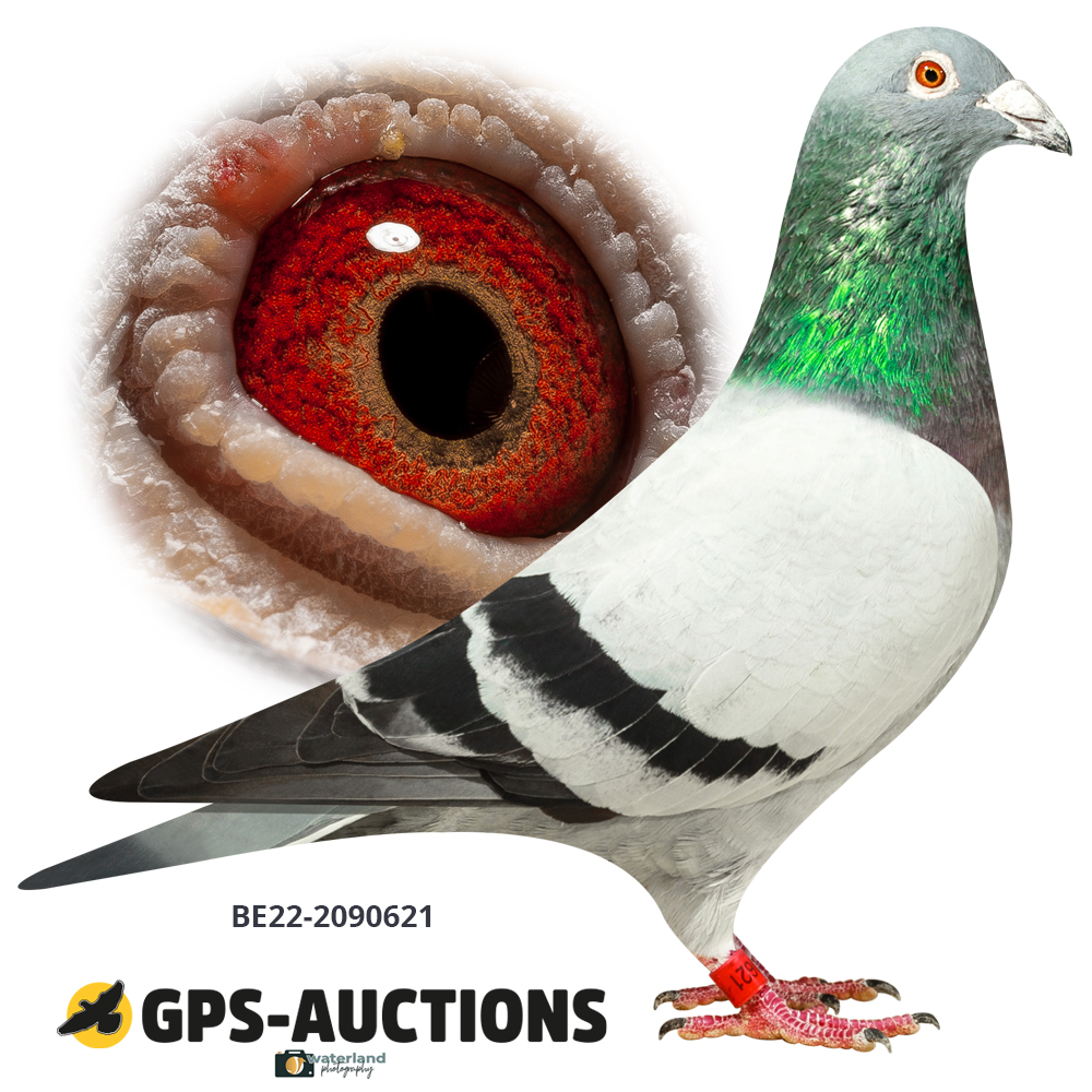 Koen van Roy Parte 4 - GPS-Auctions