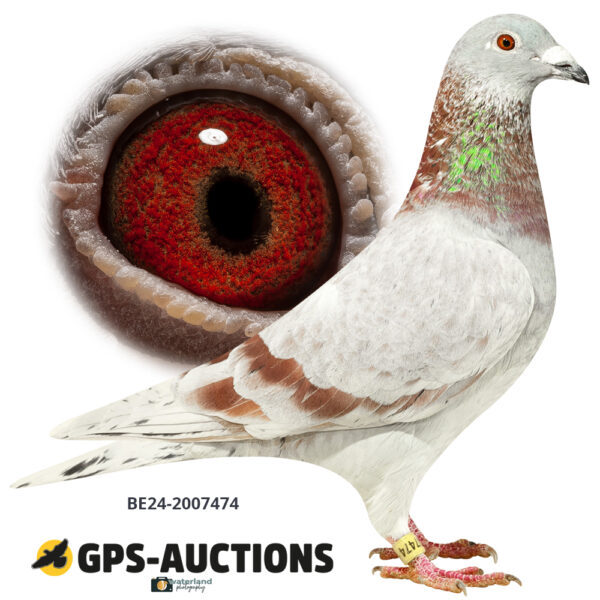 Koen van Roy Part 4 - GPS-Auctions