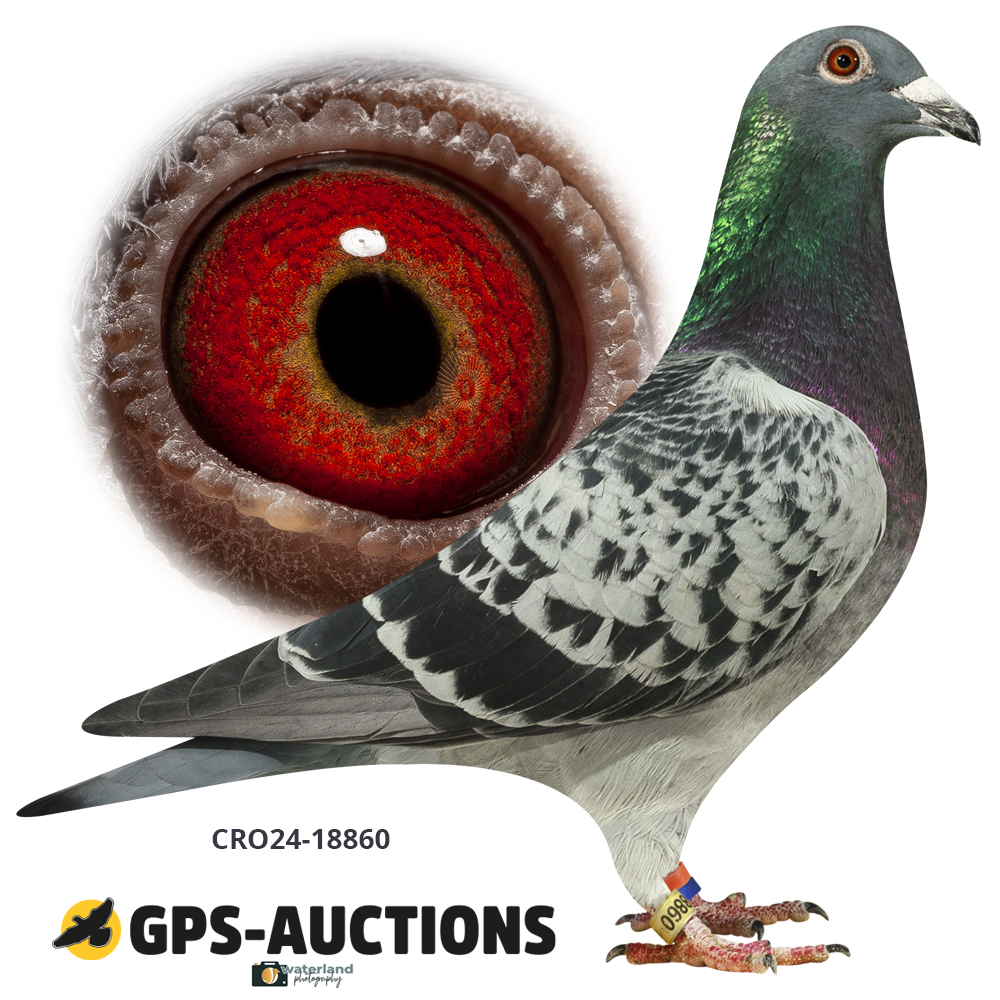 Goran Gusak Special - GPS-Auctions