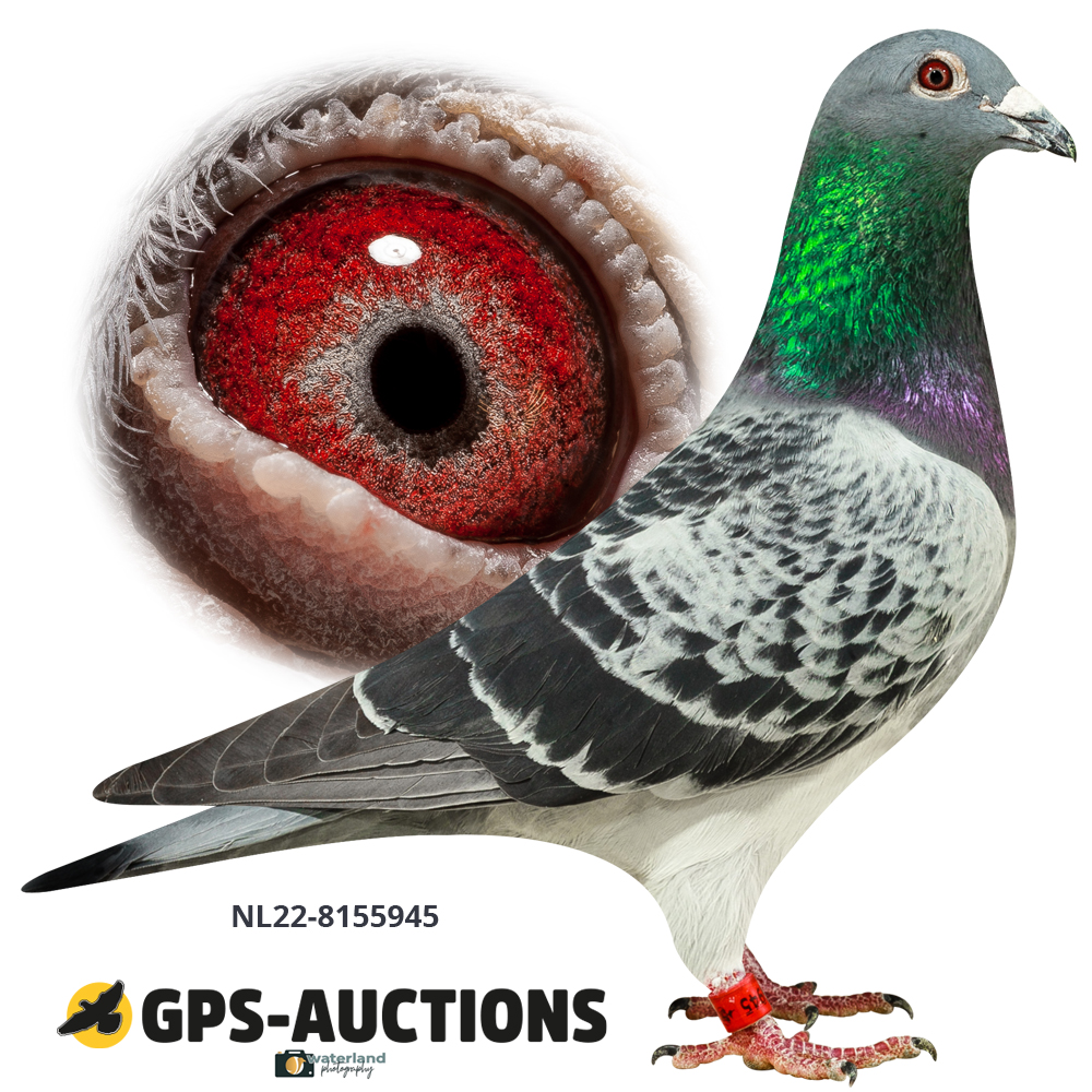 Benno Kastelein - Toppers - GPS-Auctions