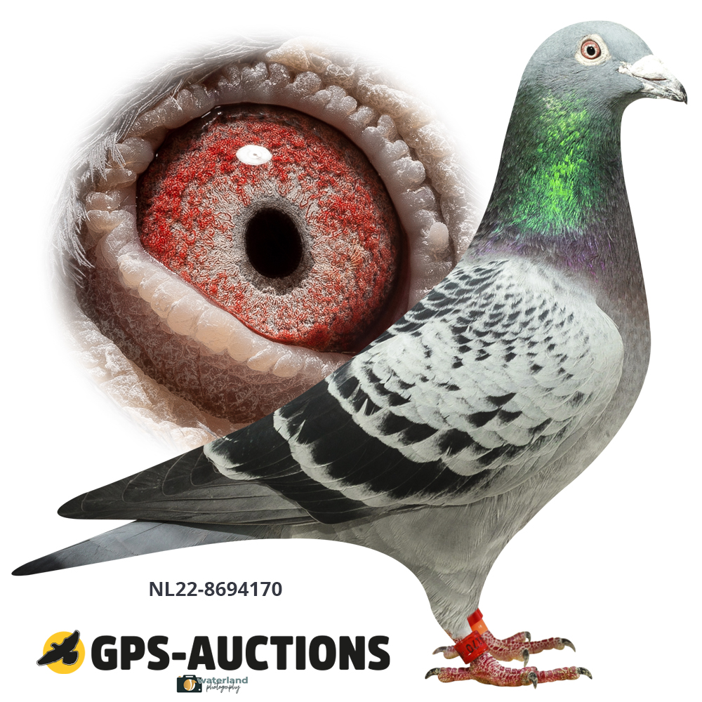 4 Super Pigeons - GPS-Auctions