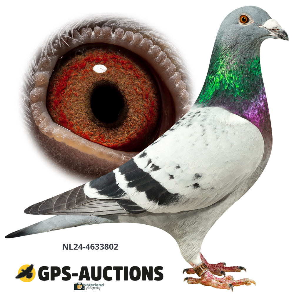 Belgium Speed Pigeons Part 5 - GPS-Auctions