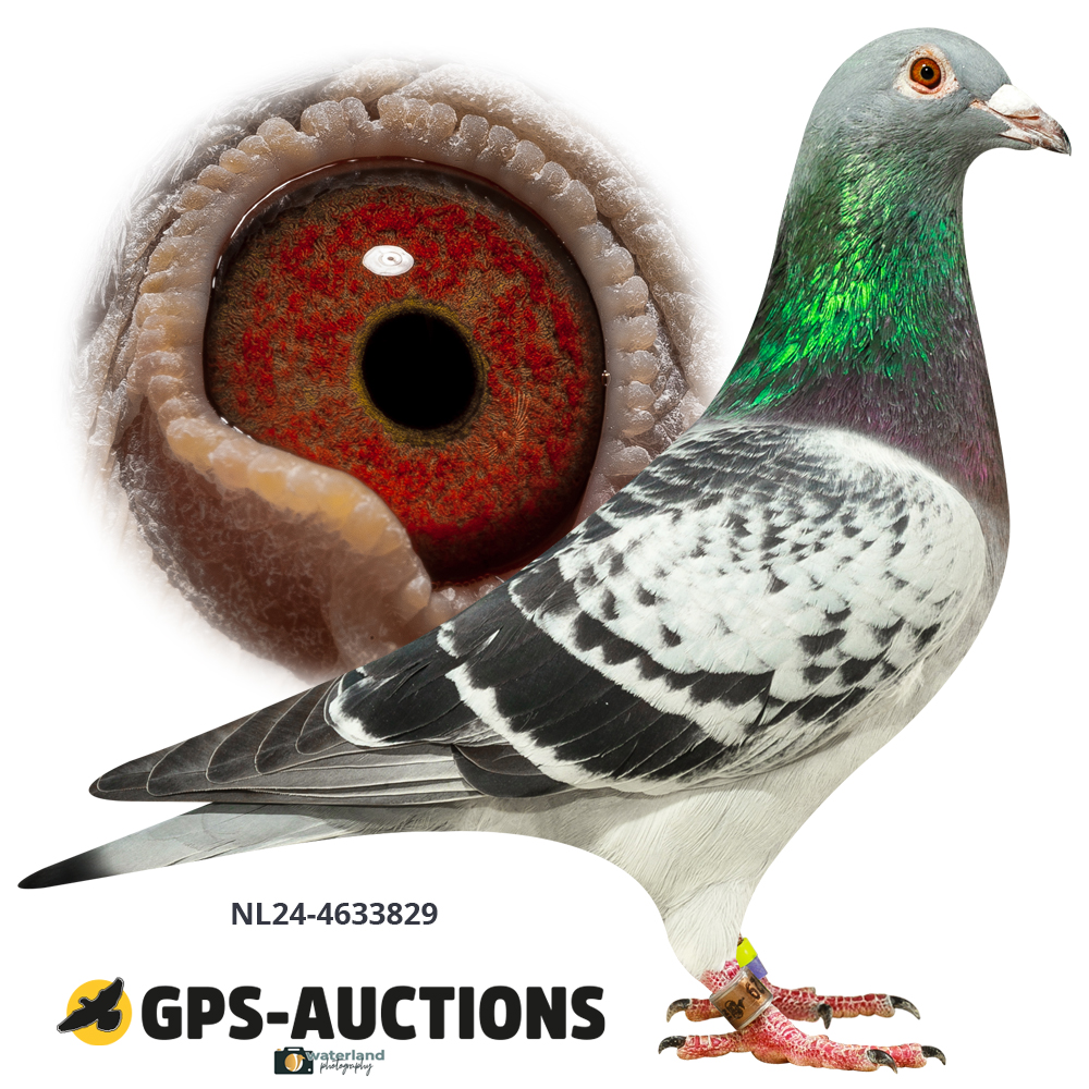 Belgium Speed Pigeons Part 5 - GPS-Auctions
