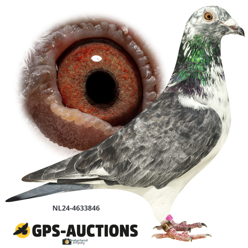 Belgium Speed Pigeons Part 3 - GPS-Auctions