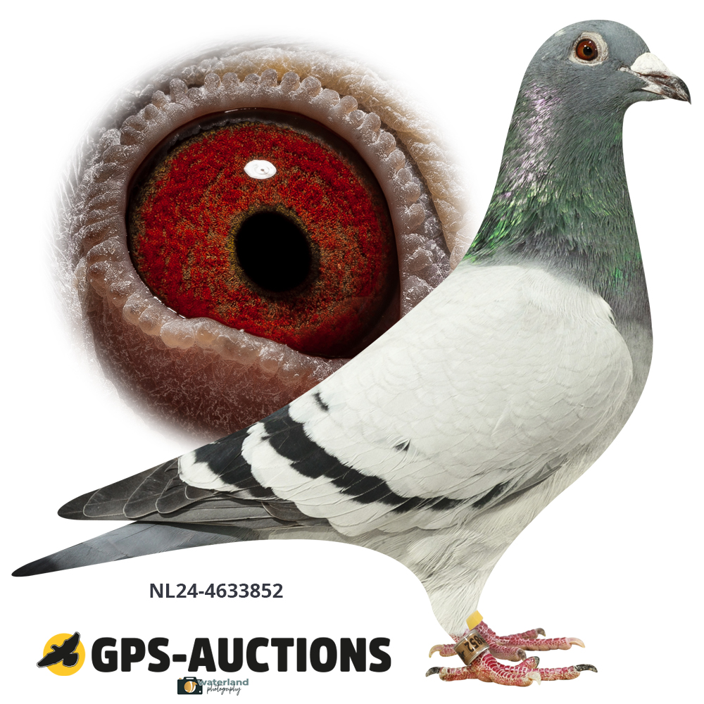 Belgium Speed Pigeons Part 3 - GPS-Auctions