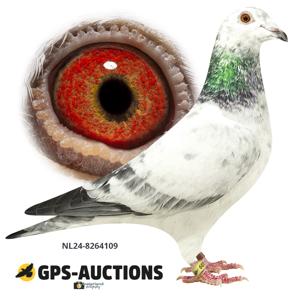 Belgique Speed Pigeons Partie 4 - GPS-Auctions