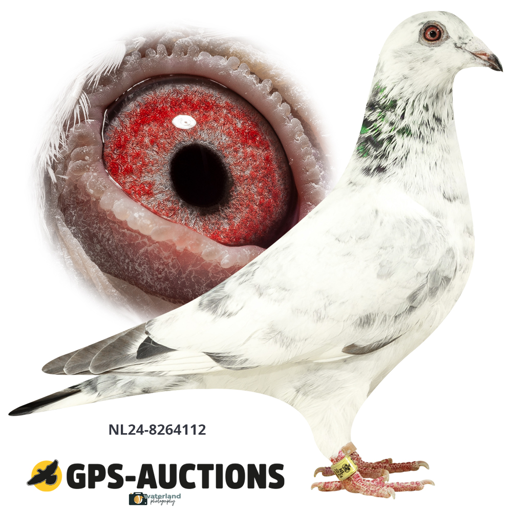 Belgique Speed Pigeons Partie 4 - GPS-Auctions