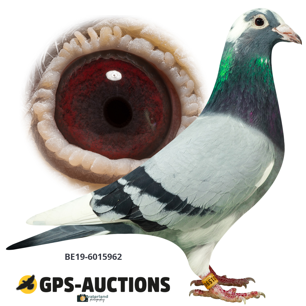 The B. & L. Geerinckx Special - GPS-Auctions