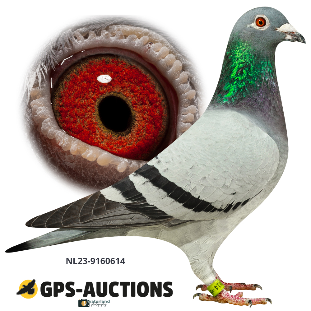 Belgium Speed Pigeons Part 7 - GPS-Auctions