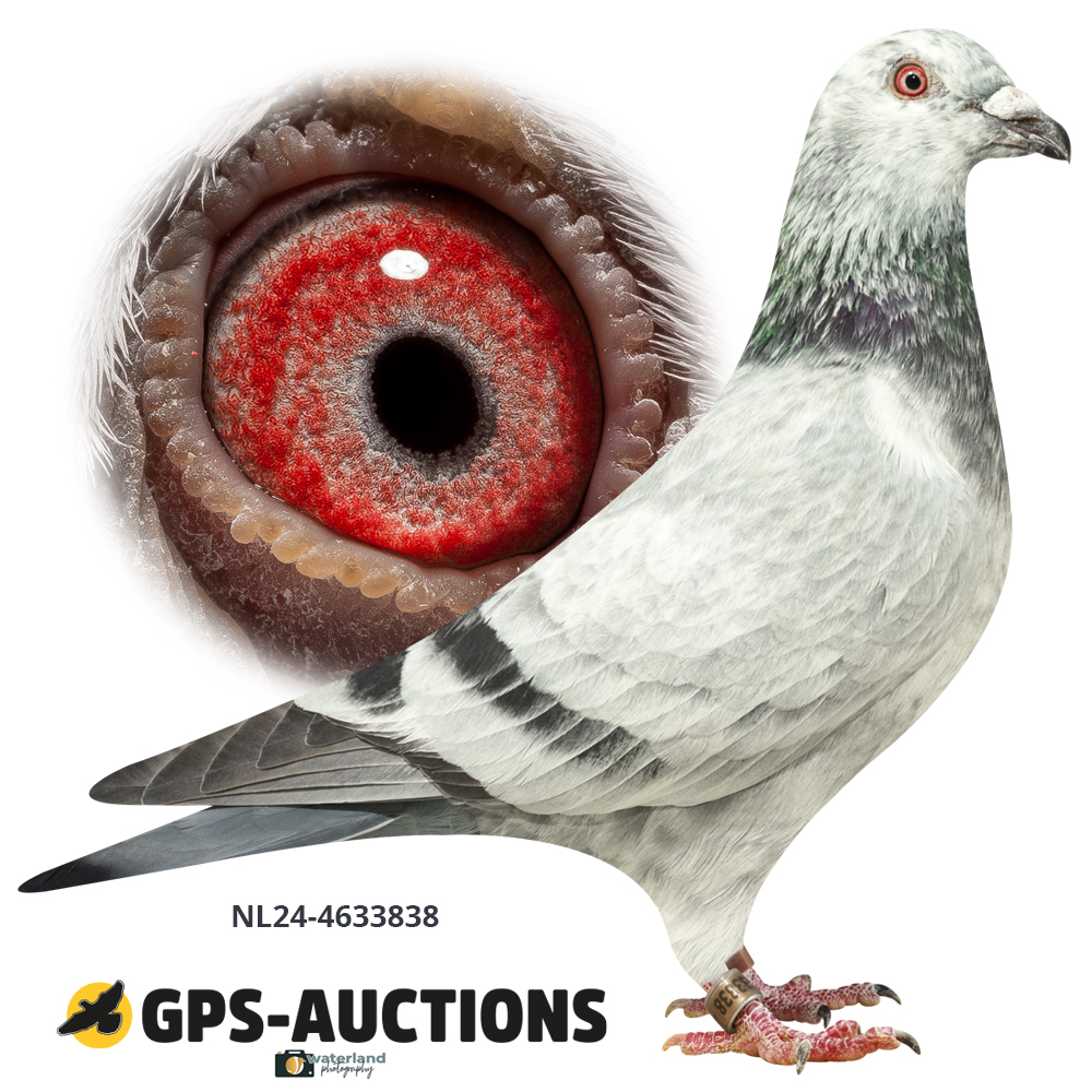 Belgium Speed Pigeons Part 7 - GPS-Auctions