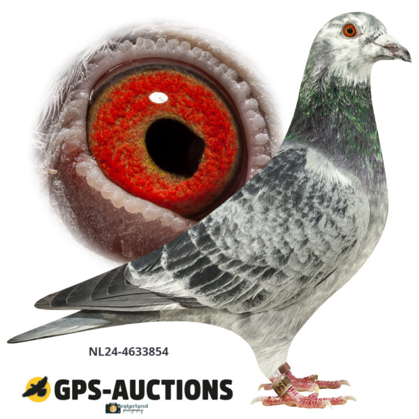 Belgium Speed Pigeons Part 7 - GPS-Auctions