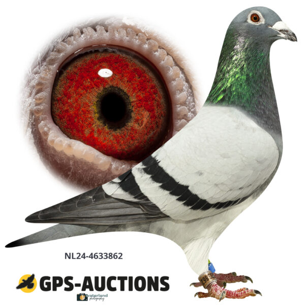 Belgium Speed Pigeons Part 7 - GPS-Auctions