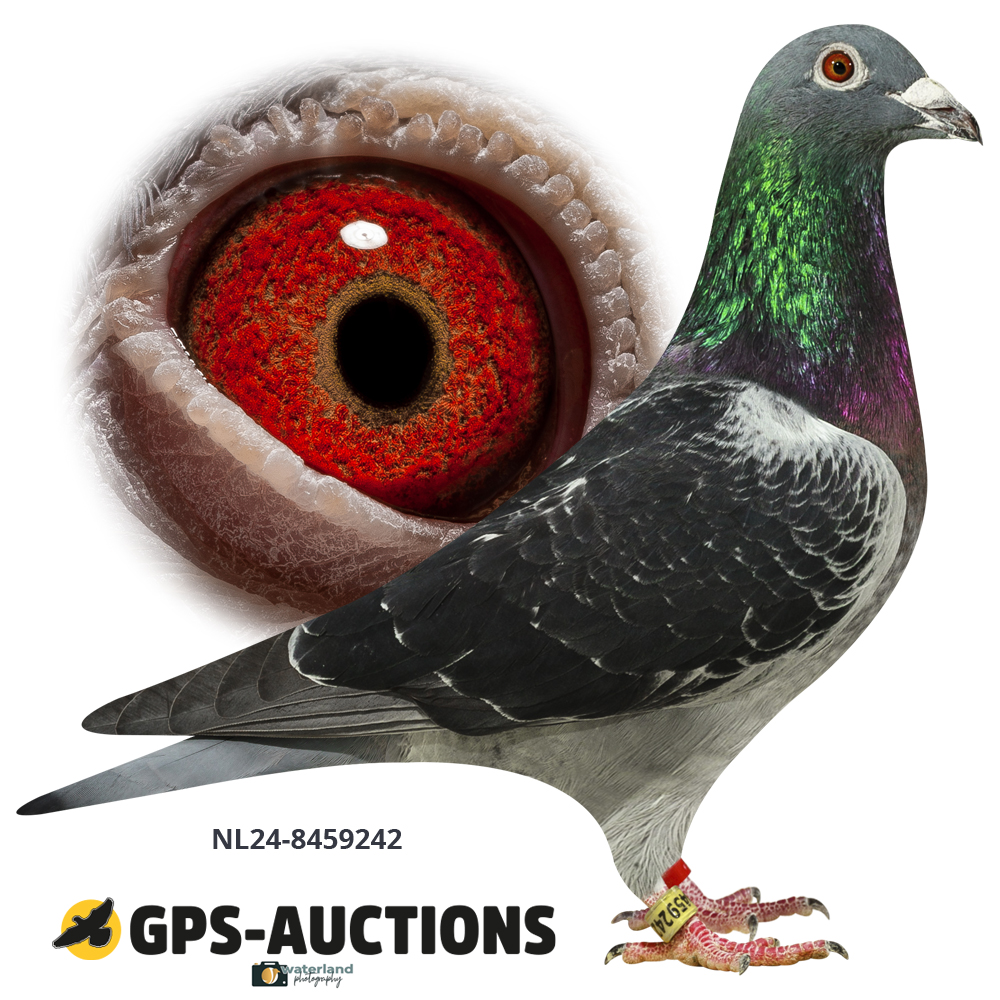 Ko van Dommelen Collection - GPS-Auctions