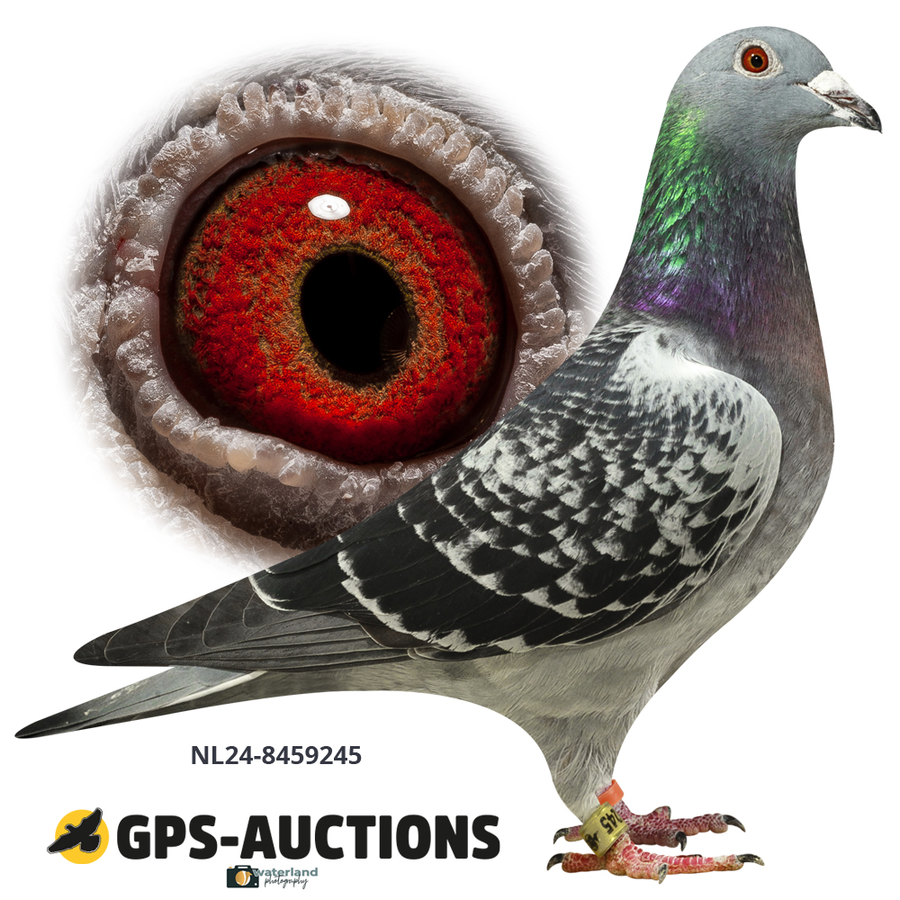 Ko van Dommelen Collection - GPS-Auctions