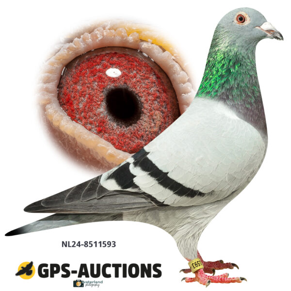 Comb. Raymann & Zn. - Part 2 - GPS-Auctions