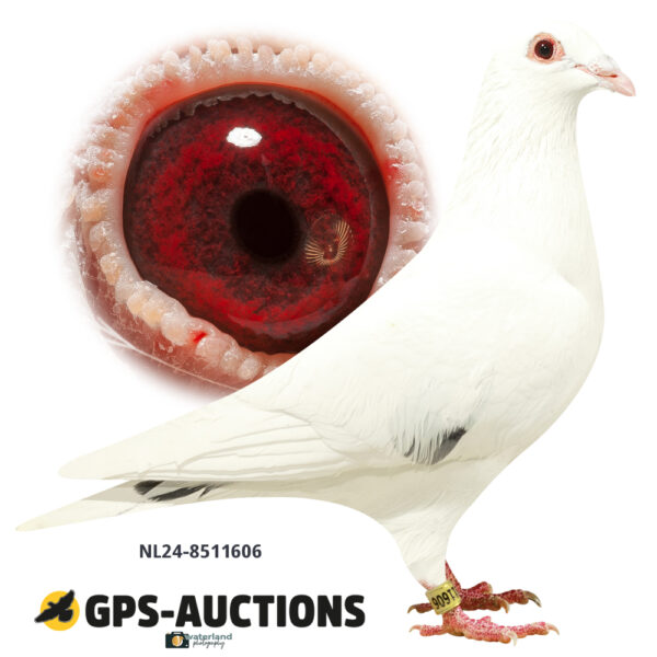 Comb. Raymann & Zn. - Part 2 - GPS-Auctions