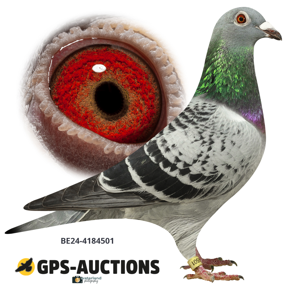 Flanders Collection Special - GPS-Auctions