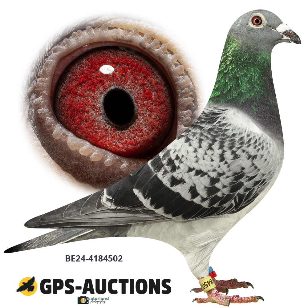 Flanders Collection Special - GPS-Auctions