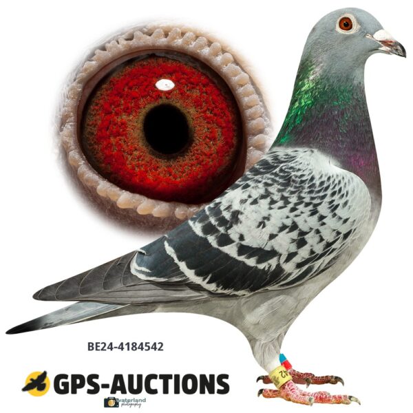 Flanders Collection Special - GPS-Auctions