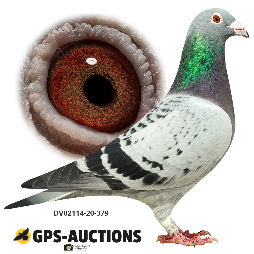 The German Special - GPS-Auctions