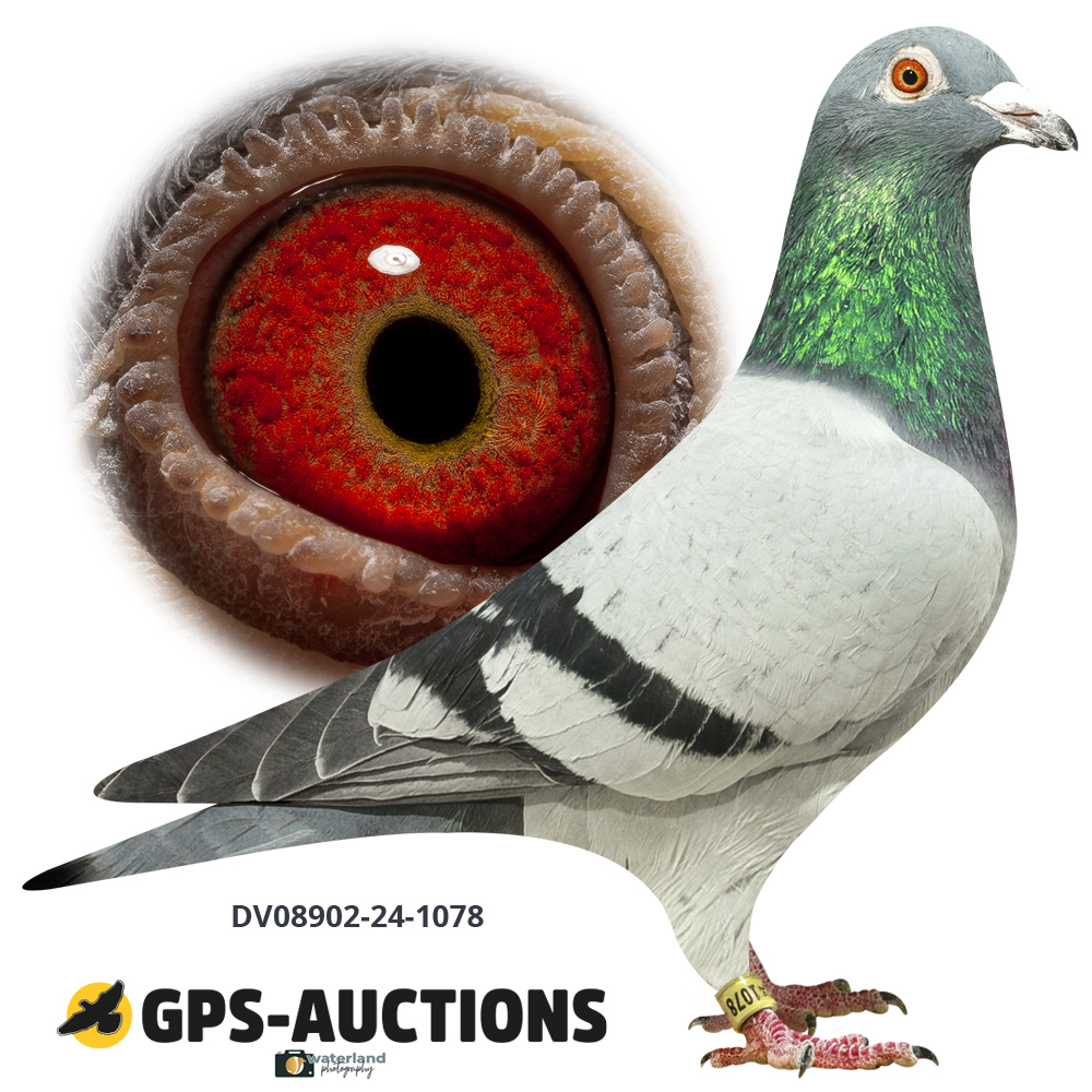 The Belgium / Germany Stars - GPS-Auctions