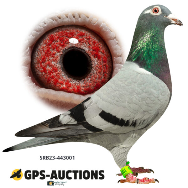 艾伦·卡拉梅托维奇—— GPS-Auctions