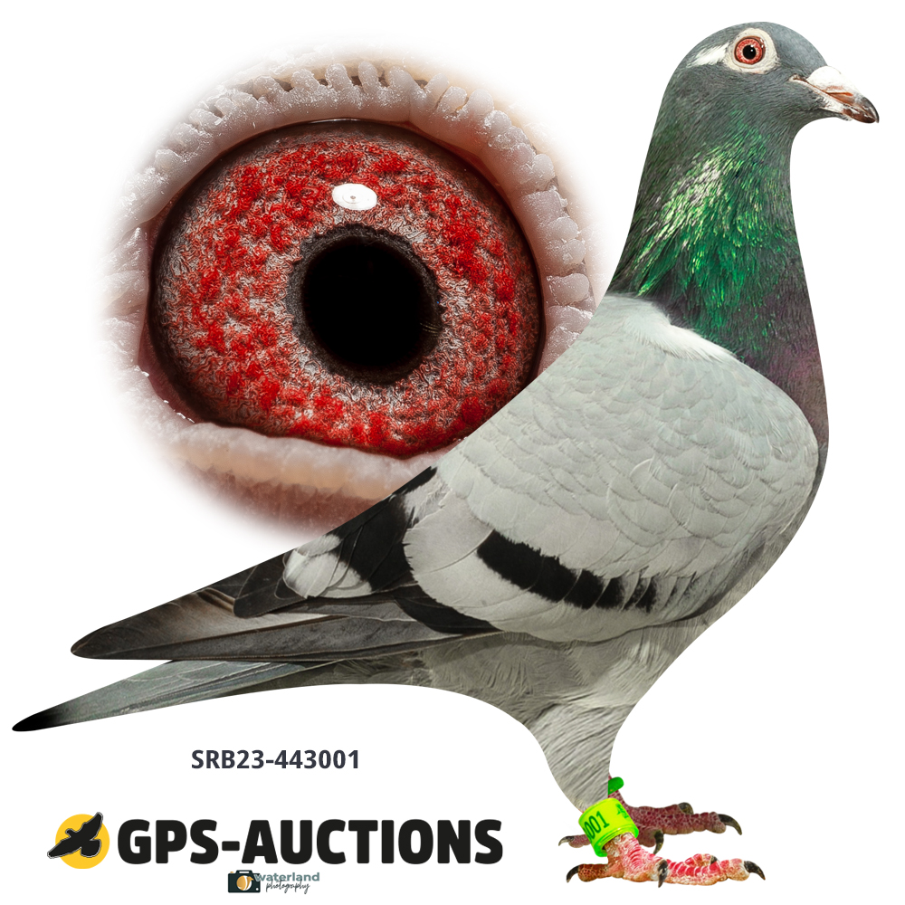 Alan Karaahmetovic - GPS-Auctions