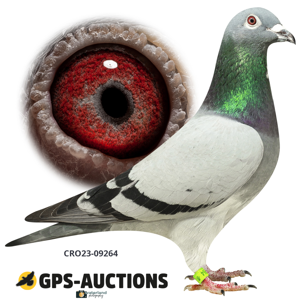 Goran Gusak - Part 3 - GPS-Auctions