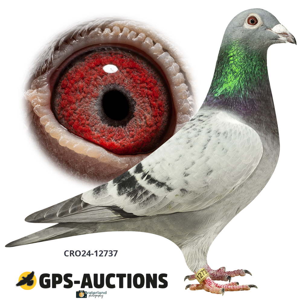 Goran Gusak - Part 3 - GPS-Auctions