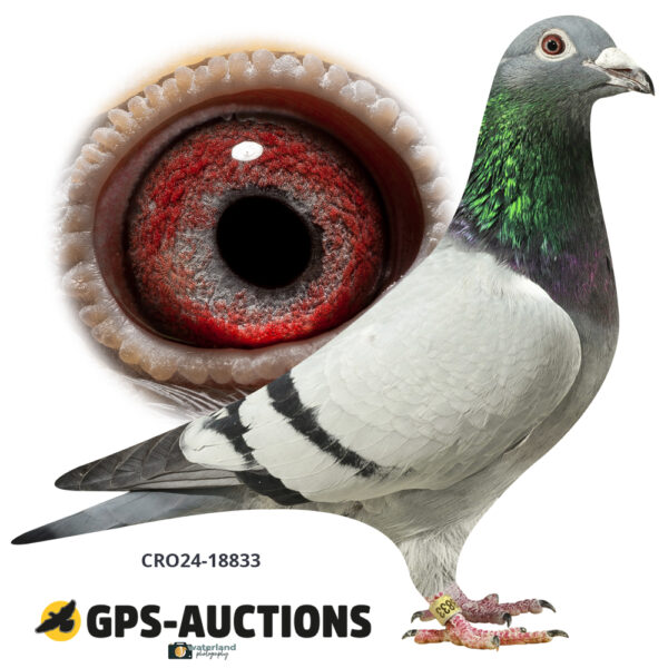 Goran Gusak - Part 2 - GPS-Auctions
