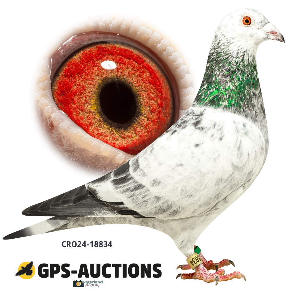 Goran Gusak Part 1 - GPS-Auctions