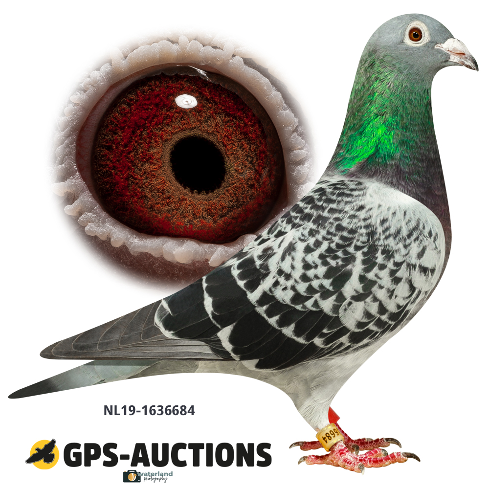 The Speed & Marathon Collection - GPS-Auctions