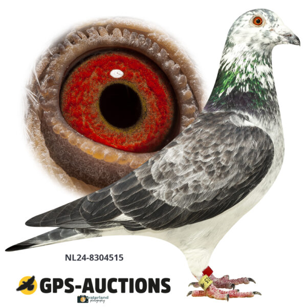 The Ype Hemstra Special - GPS-Auctions
