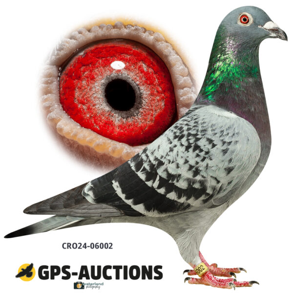 Predrag Konic - "Ivica Torbarina Special" - GPS-Auctions