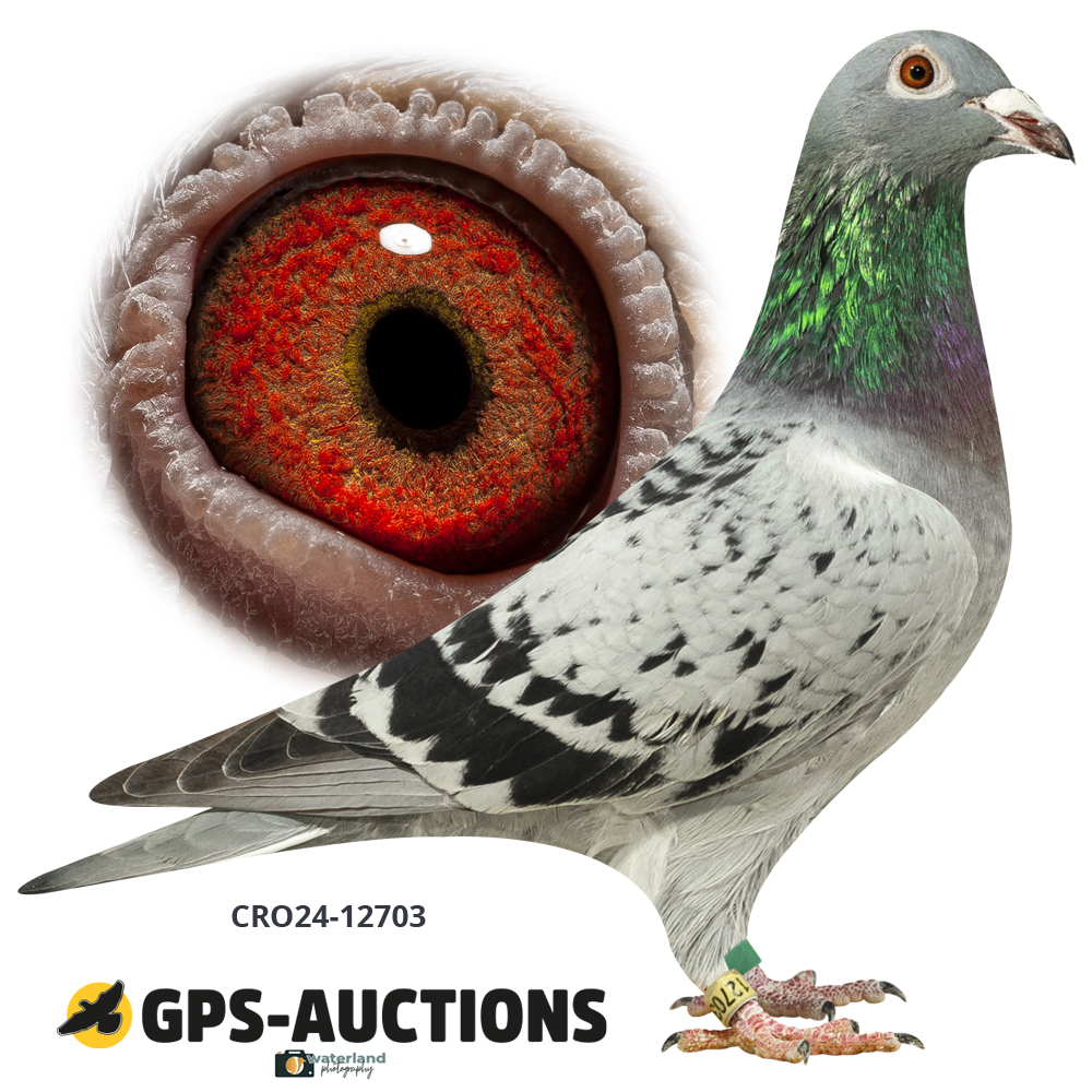 Goran Gusak - Part 5 - GPS-Auctions