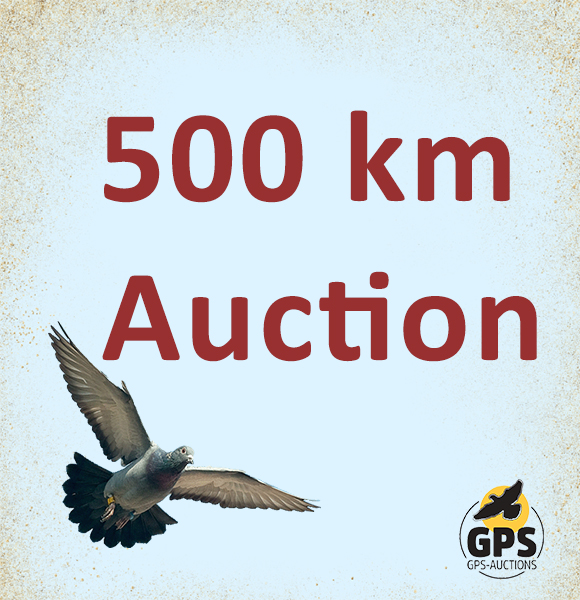 GPS-Auctions - Das größte Allround-Taubenauktionshaus der Niederlande