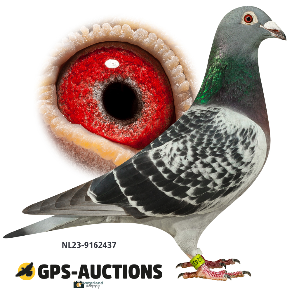 Team of the Pol - Part 2 - GPS-Auctions