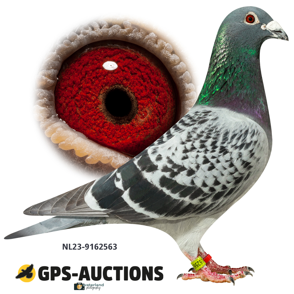 Team of the Pol - Part 2 - GPS-Auctions