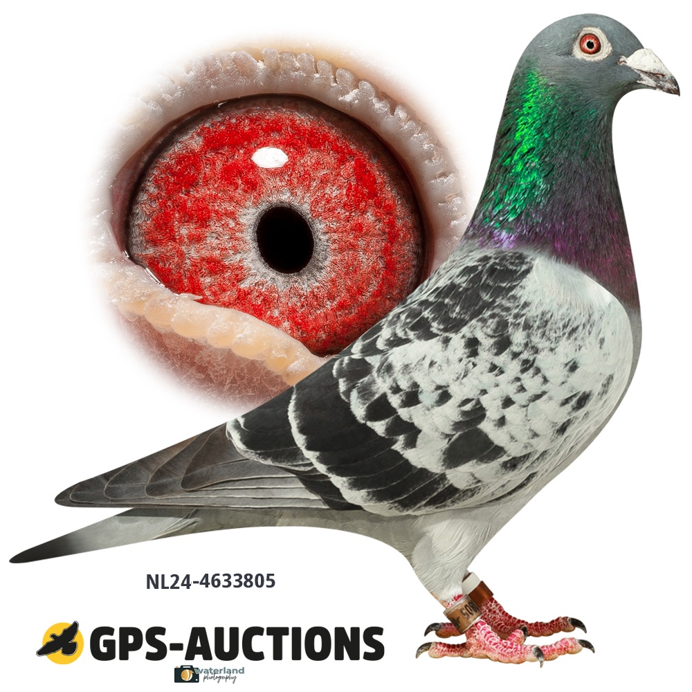 Belgium Speed Pigeons - GPS-Auctions
