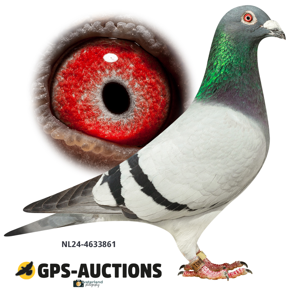 Belgium Speed Pigeons - GPS-Auctions