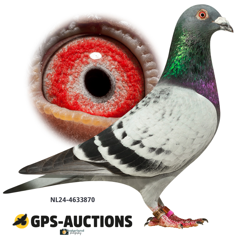 Belgique Speed Pigeons - GPS-Auctions