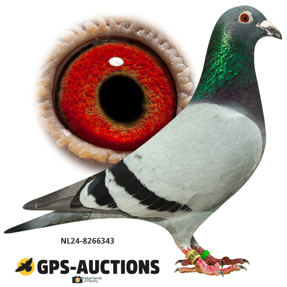 Team of the Pol - Part 2 - GPS-Auctions